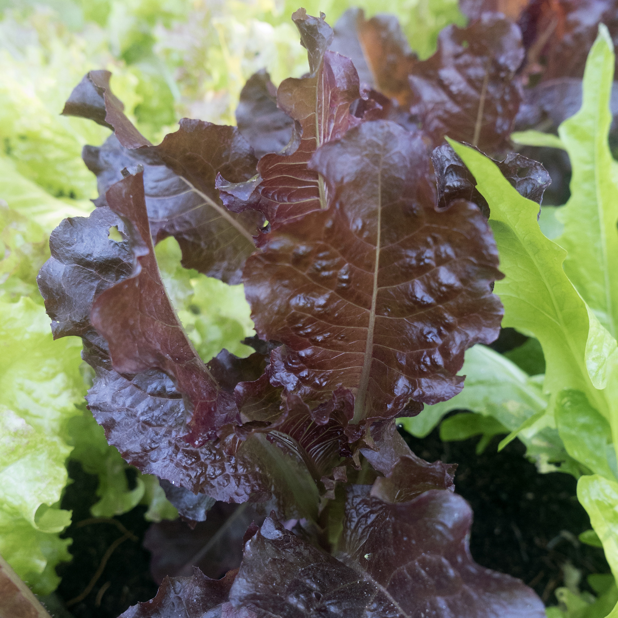 Leaf Lettuce - Ruby Red - 1 G Packet ~900 Seeds - Heirloom Gardening ...