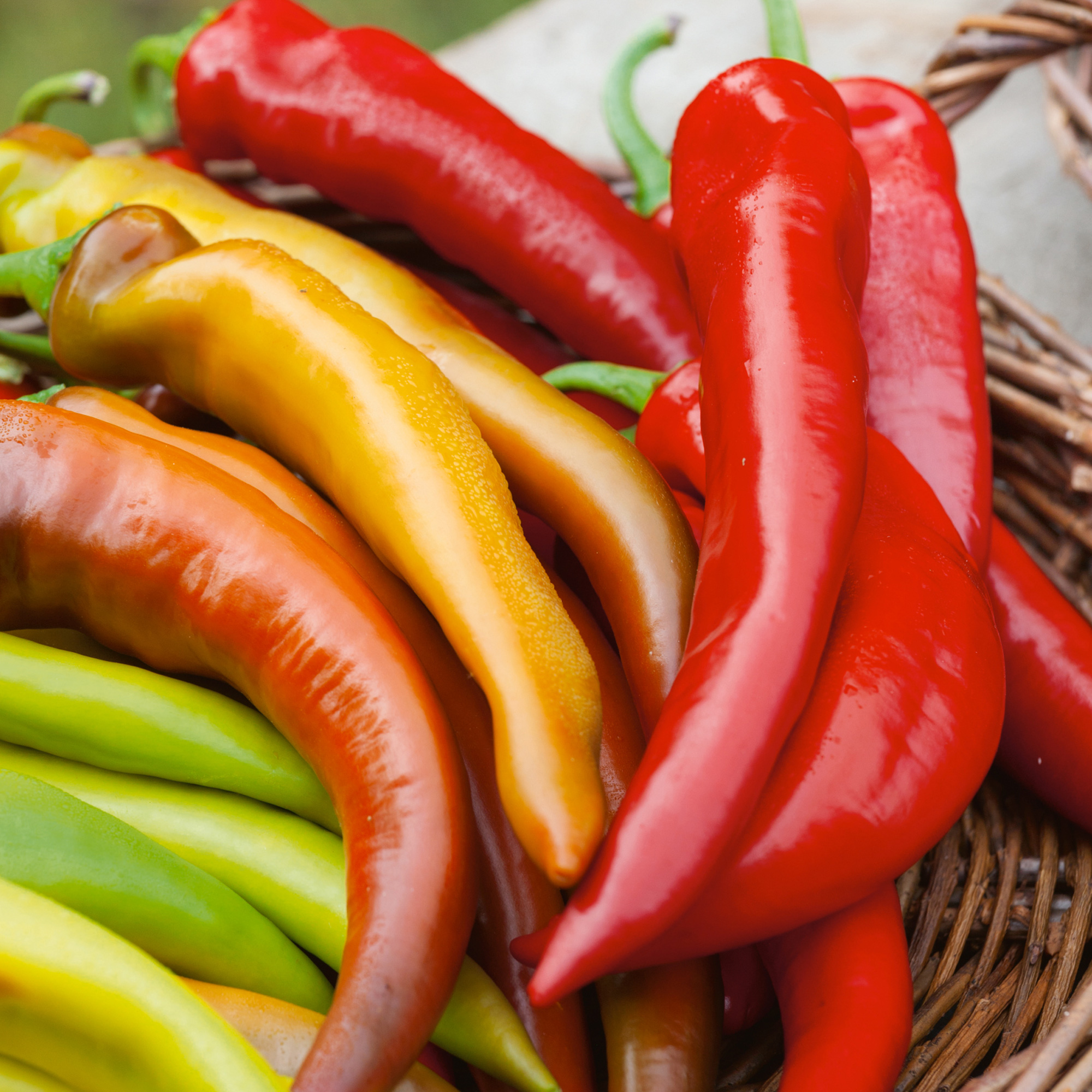 Mexican Sunrise F1 Aas Hybrid Hot Pepper Seeds - 0.25 Oz - Garden ...