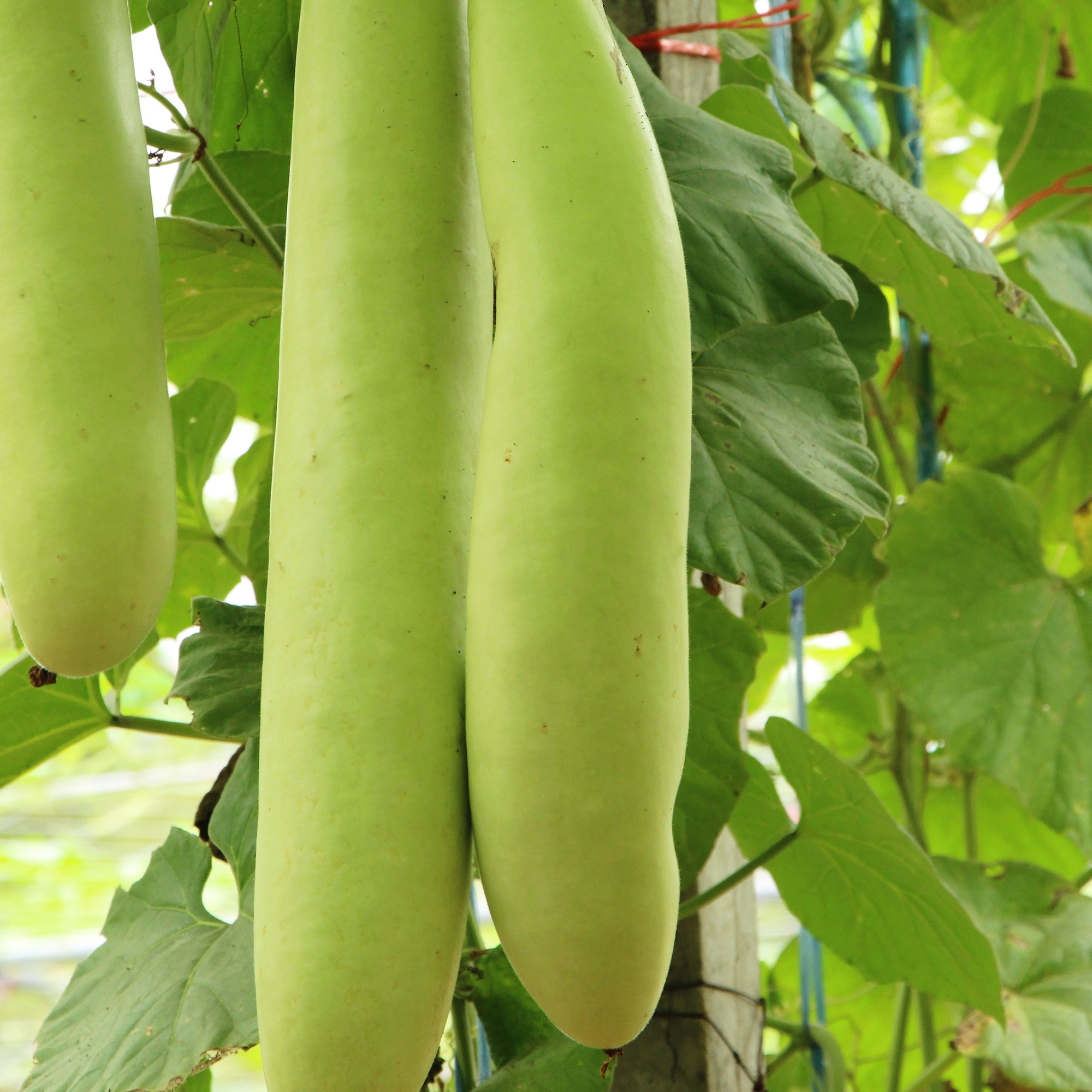 Cavemans Club Gourd - Aka Maranka Gourd - 25 Lb Bulk ~62,400 Seeds ...