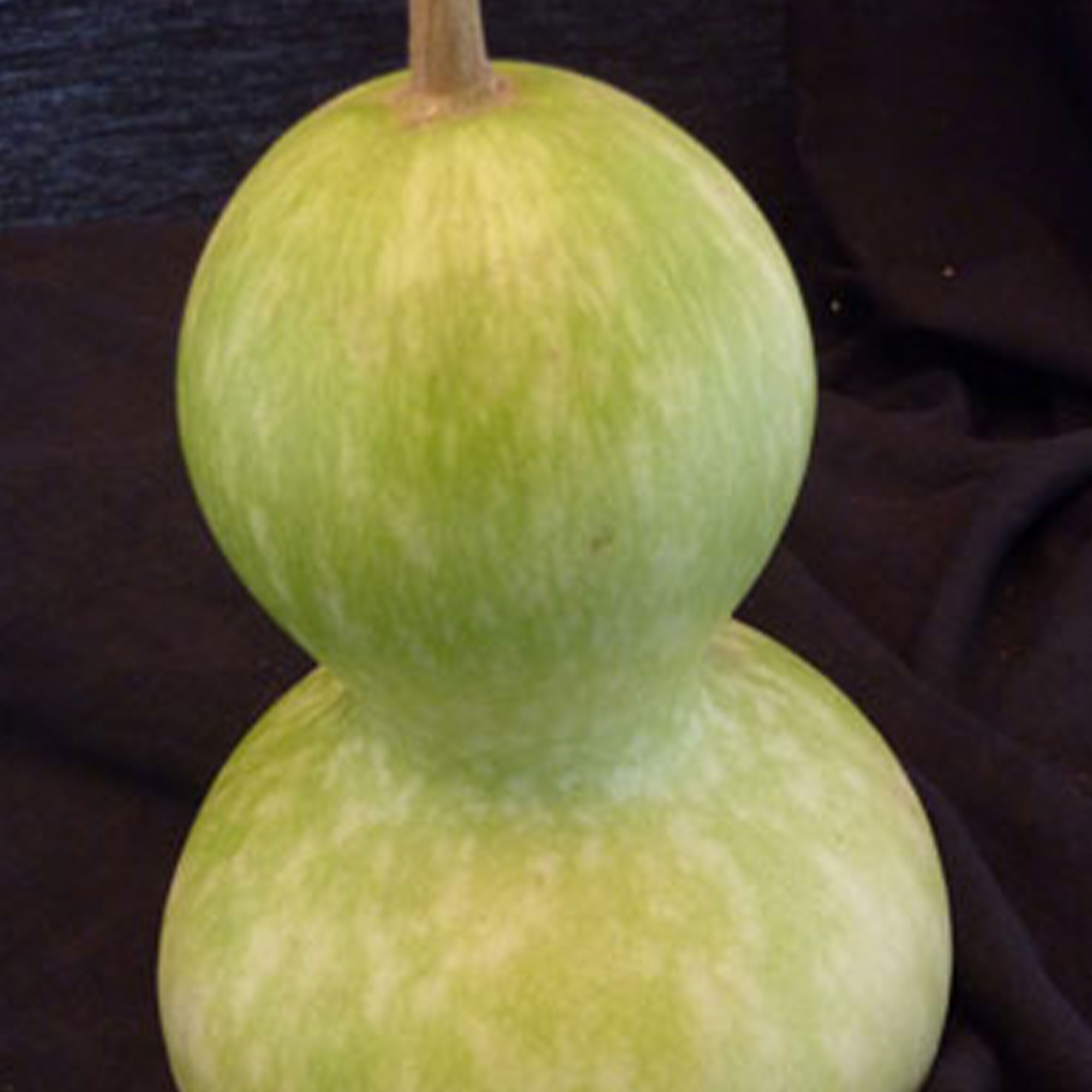 Cavemans Club Gourd - Aka Maranka Gourd - 25 Lb Bulk ~62,400 Seeds ...