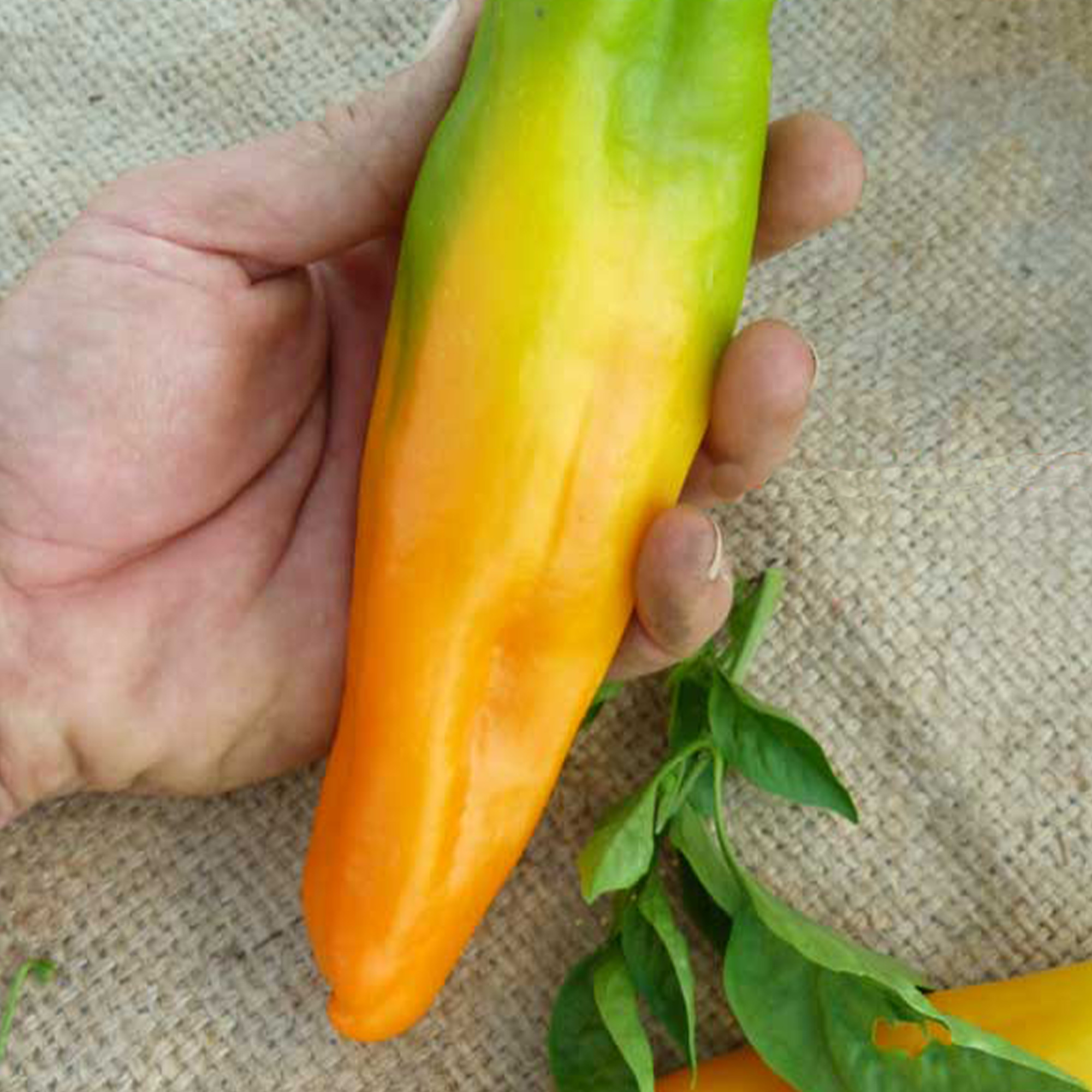 Corno Di Toro - Rosso Sweet Pepper Seeds - 4 Oz - Vegetable Garden ...